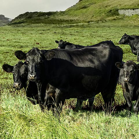 Rinderkunde: Alle Rinderrassen im Überblick